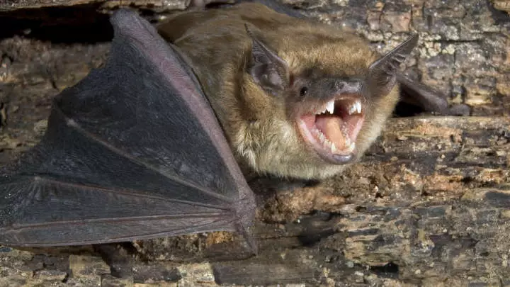 Strutture cerebrali appositamente evolute rendono i pipistrelli cacciatori migliori