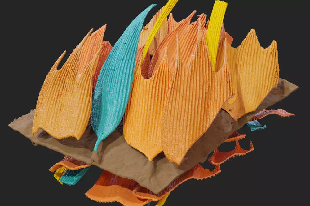 Krila molja, prekrita s prikritim materialom, ki absorbira zvok, se lahko izognejo eholokaciji netopirjev 927_1