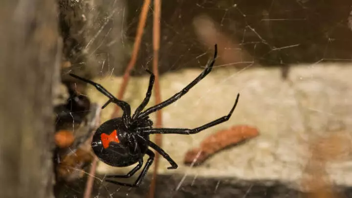 Tatlong Bata ang Sinubukan na Kunin ang Spiderman Powers Sa Pamamagitan ng Pagpapaalam sa Isang Black Widow na Kagatin Sila